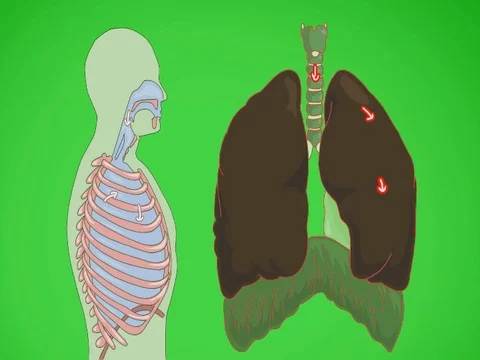 Lungs breathing Vector Animation g... | Stock Video | Pond5