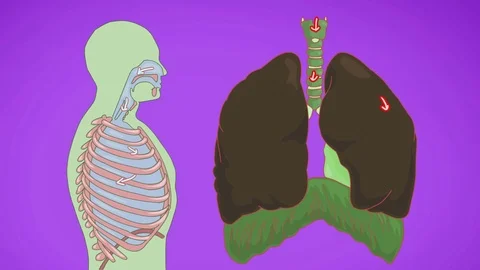 Lungs breathing Vector Animation p... | Stock Video | Pond5