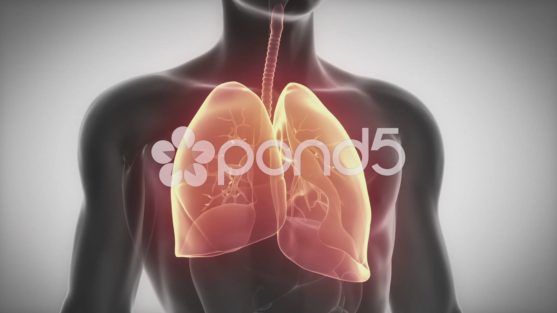 Male Lungs Back View Chest Medical Xray, Lungs And Heart View, Patient