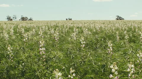 Lupin Stock Video Footage | Royalty Free Lupin Videos | Pond5