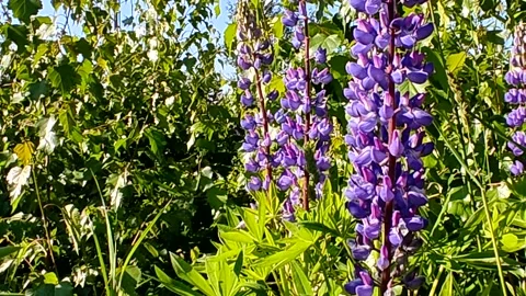 Lupin Beans Stock Footage ~ Royalty Free Stock Videos | Pond5