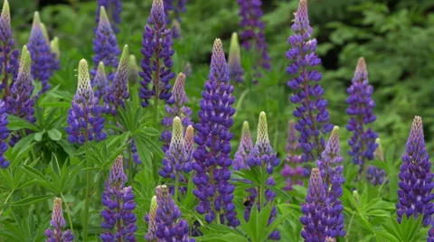 Minnesota Re Stock Videos – Royalty-Free HD & 4K Videos