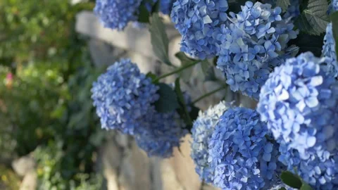 Blue Flowers Aesthetic Stock Videos – Royalty-Free HD & 4K Videos