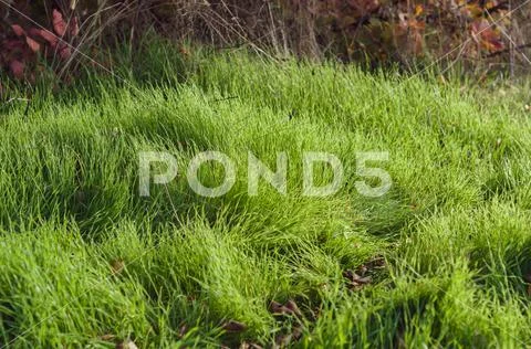 Lush densely growing green grass on the lawn, warm sun rays illuminate ...