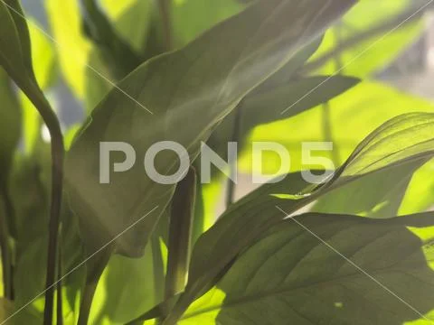 Lush Greenery: Close-Up View of Tree and Plant Leaves Stock Image ...