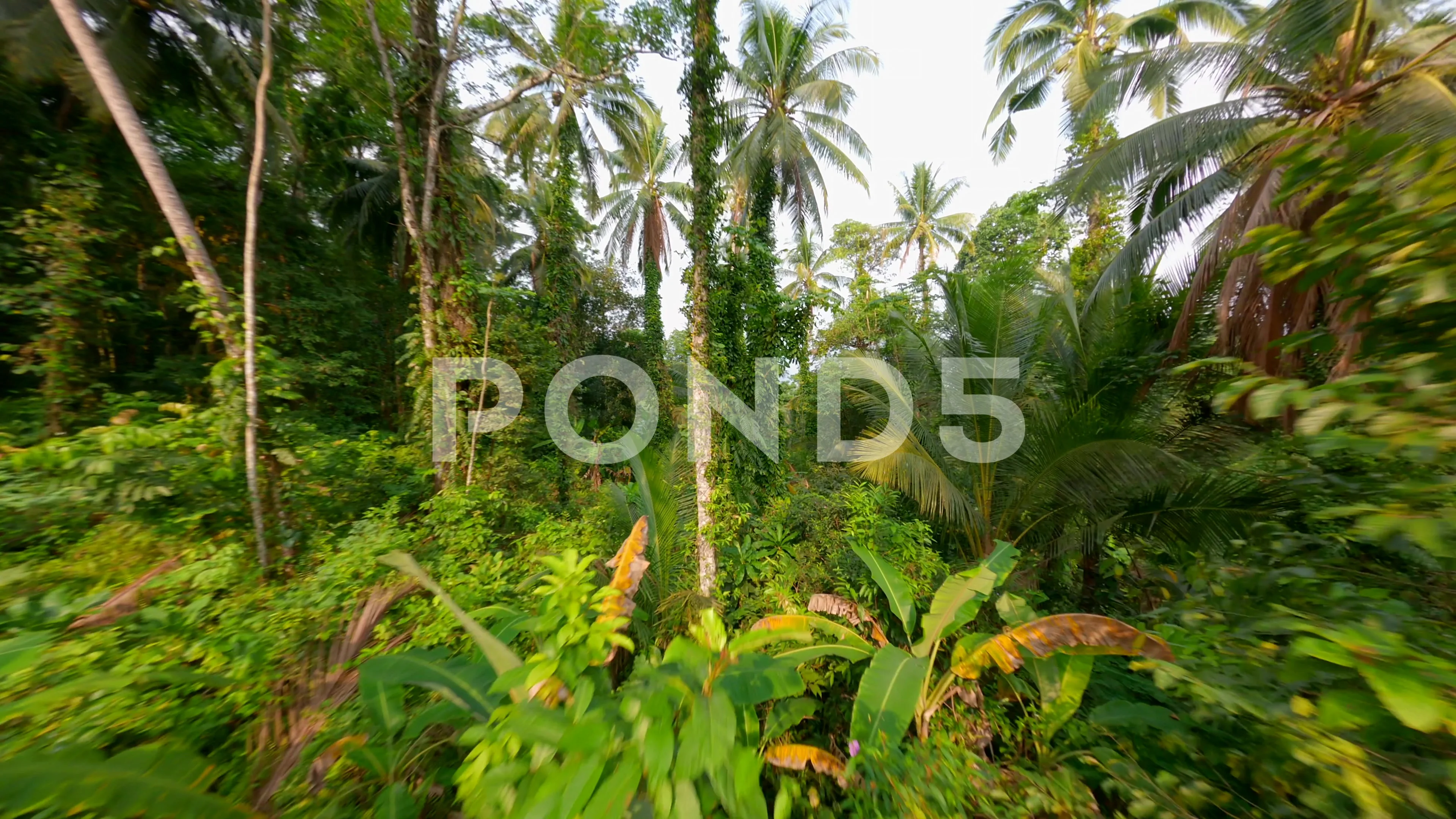 Lush Tropical Forest