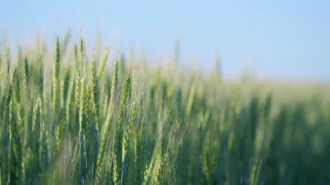 Lush wheat spikelets waving in wind. Agr... | Stock Video | Pond5
