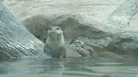 Lutra lutra in the water in turn submerg... | Stock Video | Pond5