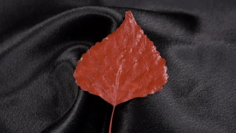 luxury red populus leaf rotating on blac... | Stock Video | Pond5