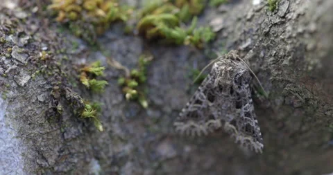 The Lychnis (Hadena bicruris) moth warmi... | Stock Video | Pond5