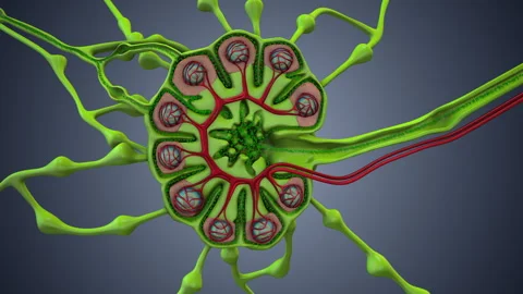 Lymph Node Structure and Fluid Circulati... | Stock Video | Pond5