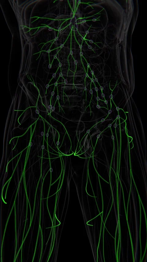 Lymph Nodes 3D Stock Footage ~ Royalty Free Stock Videos | Pond5