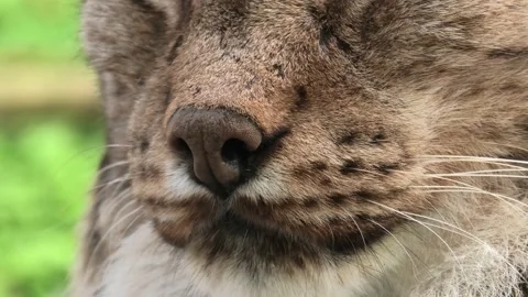 Lynx Close-up Nose | Stock Video | Pond5