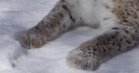 Push Paws Stock Videos – Royalty-Free HD & 4K Videos