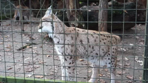 lynx in the zoo Bright and smart | Stock Video | Pond5