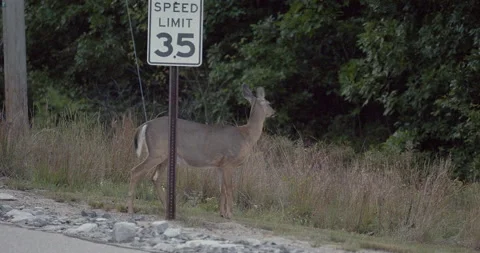 MA. Road side, Deer standing by 35 mile ... | Stock Video | Pond5