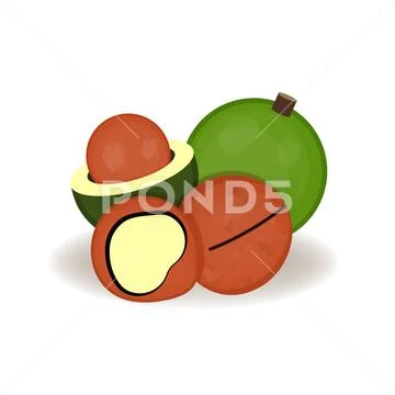 Macadamia nuts in cartoon style, vector, realistic isolated nuts for ...