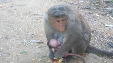 Large Natural Breast Stock Videos – Royalty-Free HD & 4K Videos