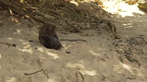 Monkey Biting Stock Videos – Royalty-Free HD & 4K Videos