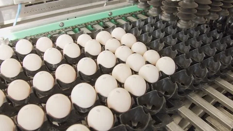 Machine sorting fresh eggs in a chicken ... | Stock Video | Pond5