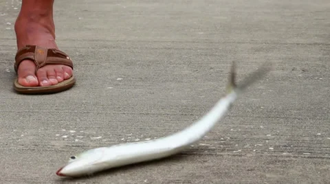 Mackerel fish flopping on the ground | Stock Video | Pond5