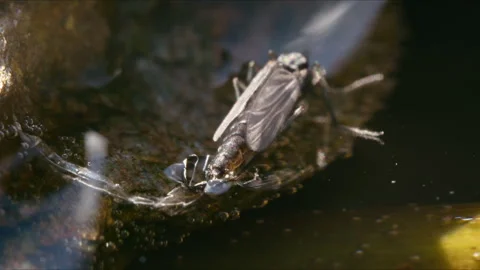 Macro Chironomid midge on the water surf... | Stock Video | Pond5