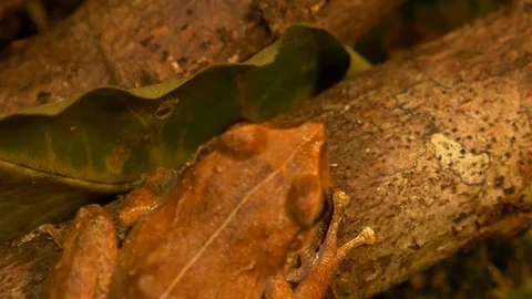 Coqui Stock Videos – Royalty-Free HD & 4K Videos | Pond5