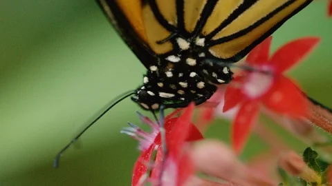 Butterfly Close Up Stock Video Footage | Royalty Free Butterfly Close ...