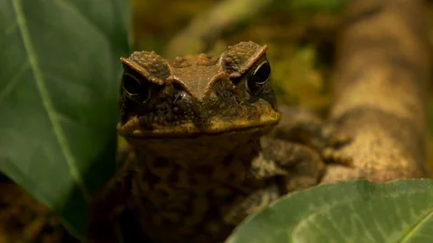 Cane Toads Stock Footage ~ Royalty Free Stock Videos | Pond5