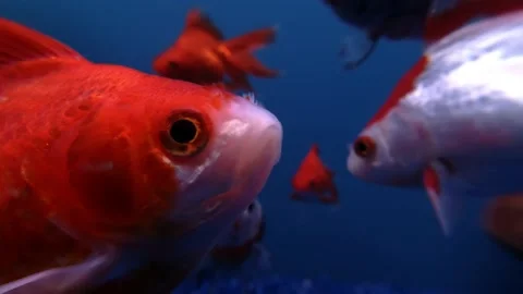 Macro close up of live Goldfish swimming... | Stock Video | Pond5