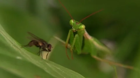 Mantis Stock Video Footage | Royalty Free Mantis Videos | Pond5