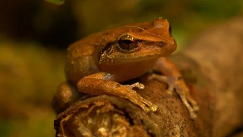 Coqui Stock Videos – Royalty-Free HD & 4K Videos | Pond5