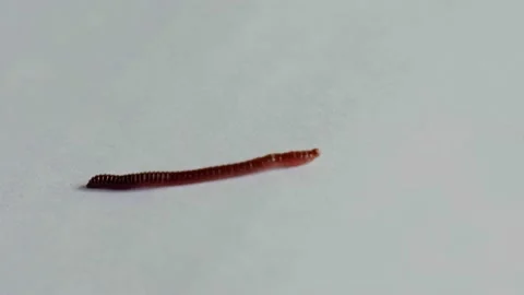 Macro closeup of tiny wounded earthworm ... | Stock Video | Pond5