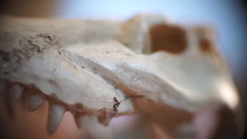 Picture Of Crocodile Stock Videos – Royalty-Free HD & 4K Videos