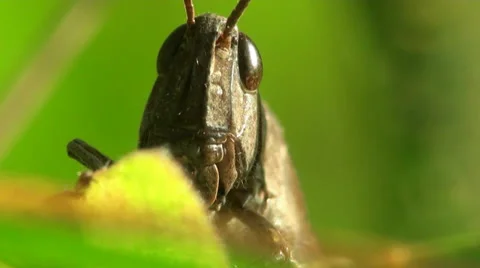 Macro of head grasshopper | Stock Video | Pond5