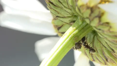 Tickle Stock Footage ~ Royalty Free Stock Videos | Pond5