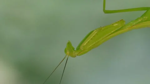 Head Hanging Down Stock Videos – Royalty-Free HD & 4K Videos | Pond5