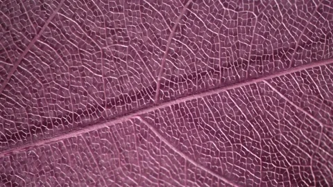 Photography Natural Background Stock Videos – Royalty-Free HD & 4K Videos