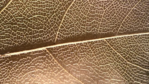 Photography Natural Background Stock Videos – Royalty-Free HD & 4K Videos