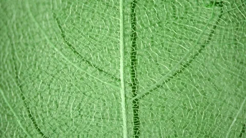 Photography Natural Background Stock Videos – Royalty-Free HD & 4K Videos