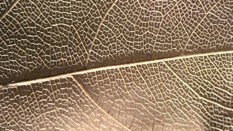 Photography Natural Background Stock Videos – Royalty-Free HD & 4K Videos