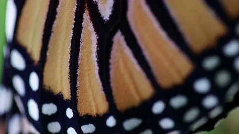 Labial Stock Videos – Royalty-Free HD & 4K Videos | Pond5