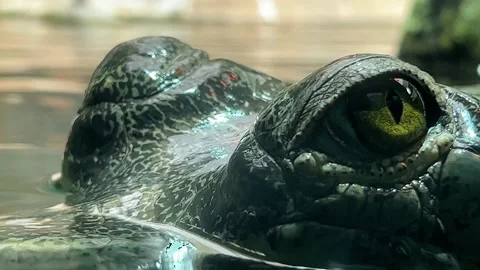 Open Shot Viedo Stock Videos – Royalty-Free HD & 4K Videos