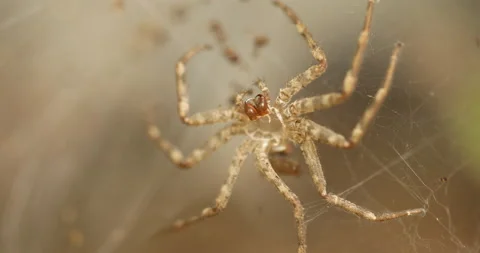 Macro shot of a Dead Spider | Stock Video | Pond5
