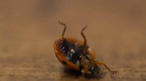 A macro shot of a lady bug flip over fro... | Stock Video | Pond5