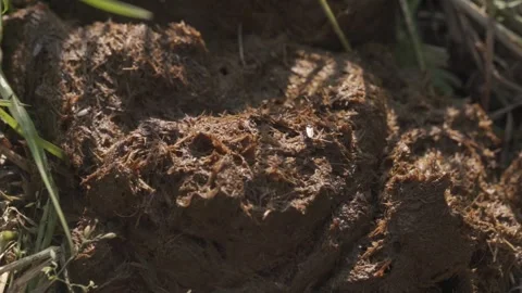 Cow Pooping Stock Videos – Royalty-Free HD & 4K Videos | Pond5