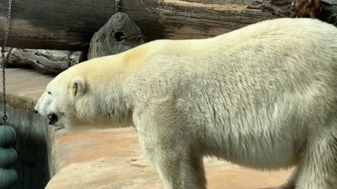 Clip Hunters Video Stock Videos – Royalty-Free HD & 4K Videos