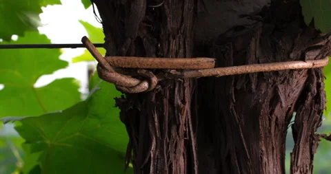 Tied and Vined Stock Videos – Royalty-Free HD & 4K Videos