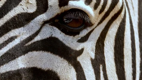 Macro Shot Of Zebra's Eye, Beautiful Bla... | Stock Video | Pond5