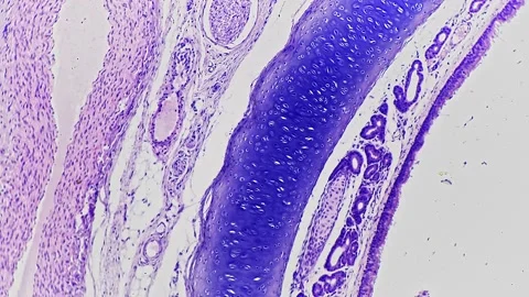 Macro slide of bone cell in section unde... | Stock Video | Pond5